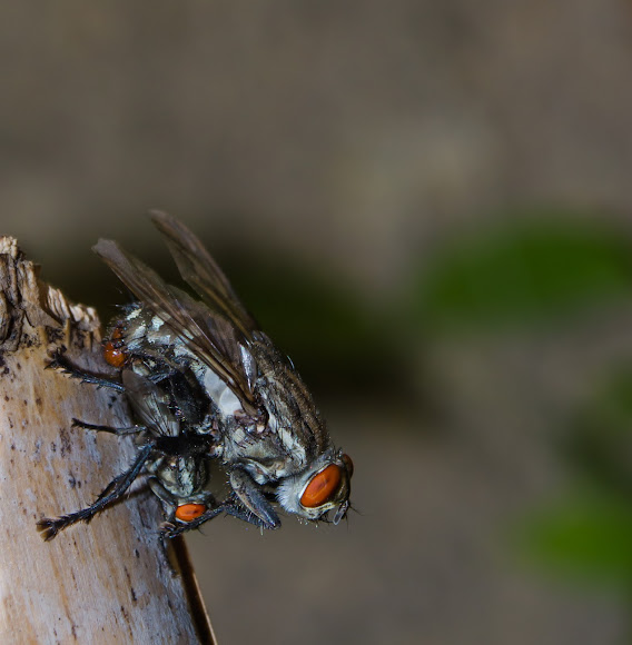 Flesh fly | Project Noah