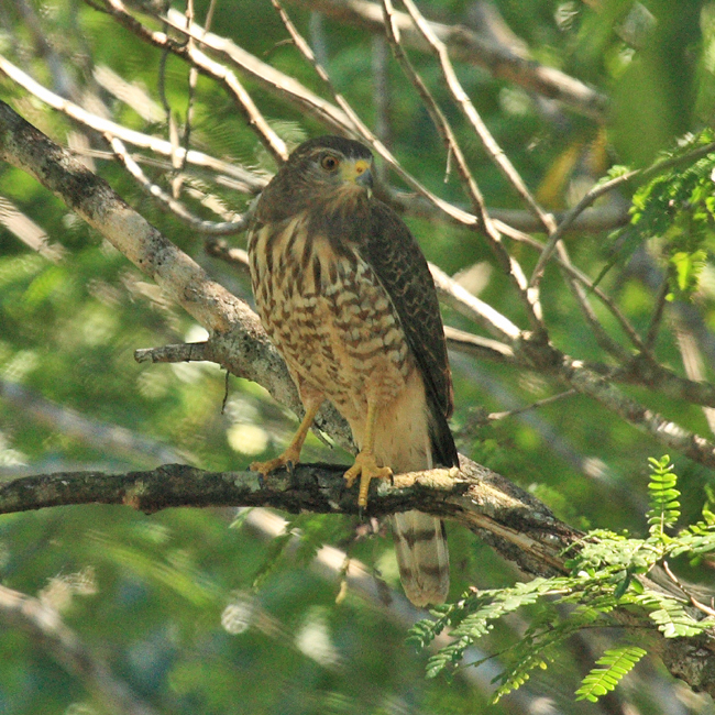 Roadside Hawk | Project Noah