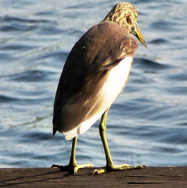 Paddy Bird | Project Noah