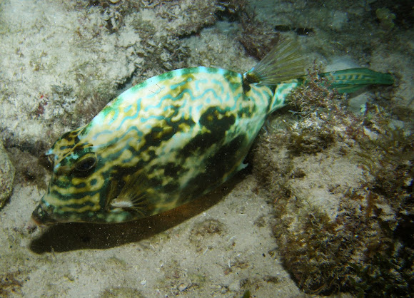 Scrawled Cowfish | Project Noah