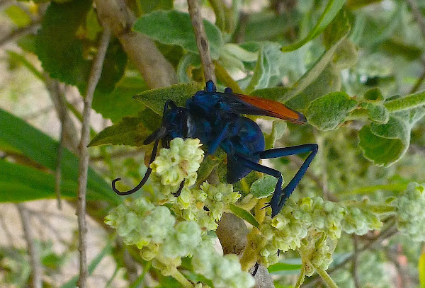Giant Tarantula Hawk Wasp | Project Noah