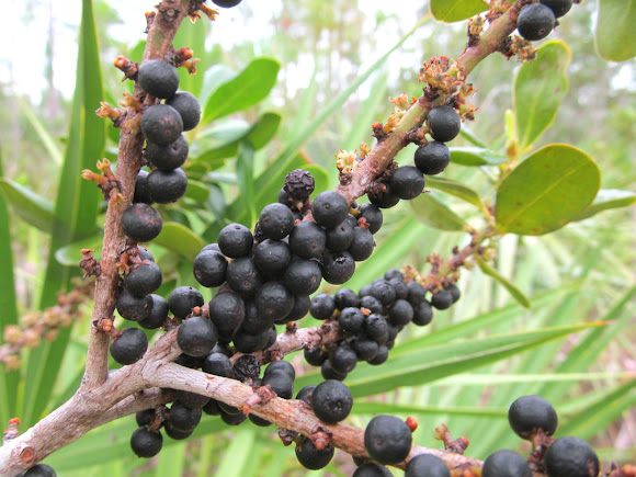 Myrsine | Project Noah