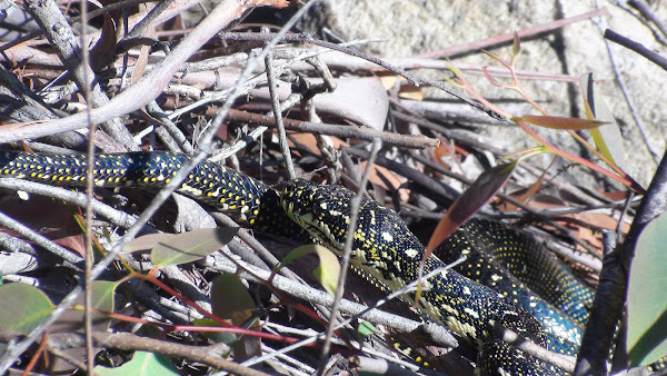 Diamond Python | Project Noah