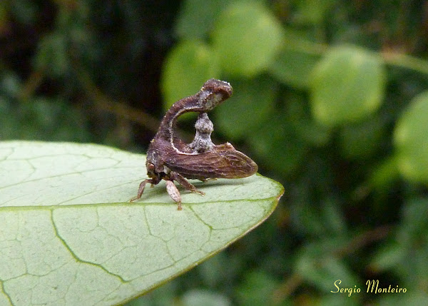 Treehopper | Project Noah