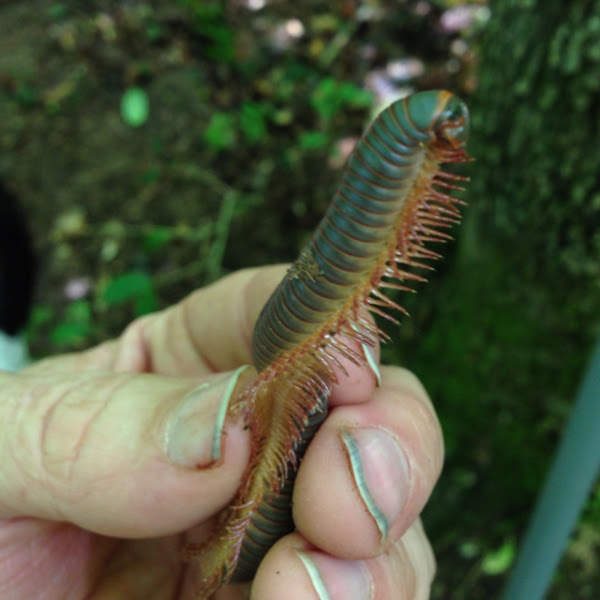 Grayish-green Millipede | Project Noah