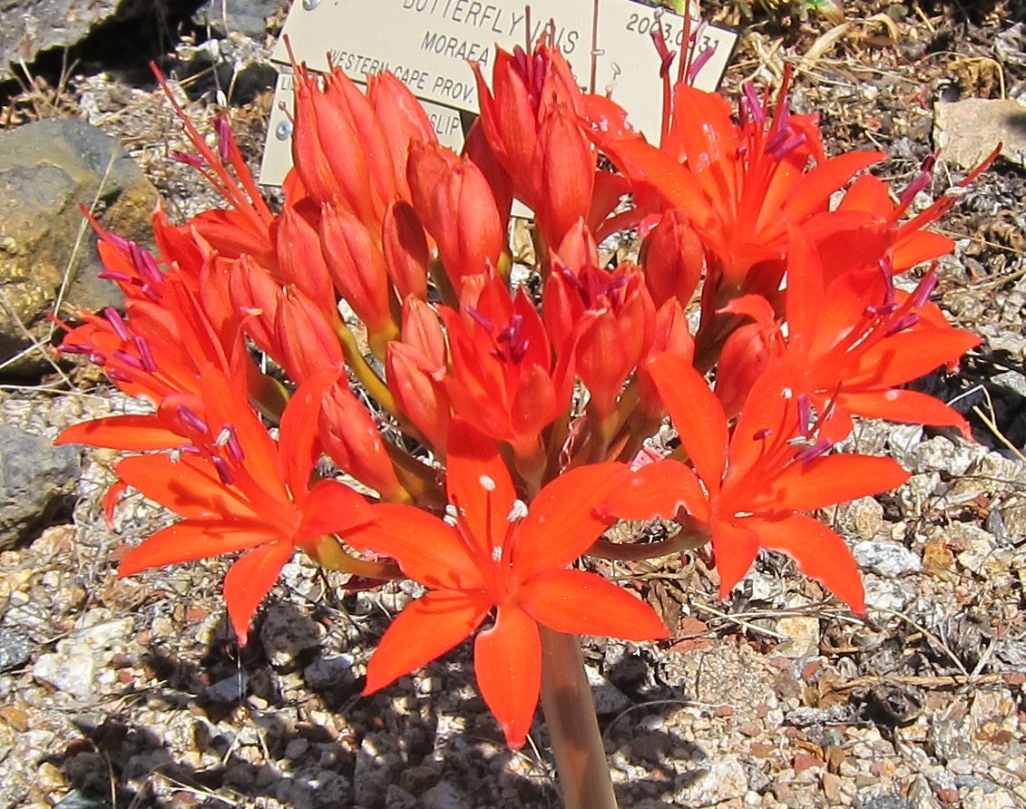 Brunsvigia marginata | Project Noah