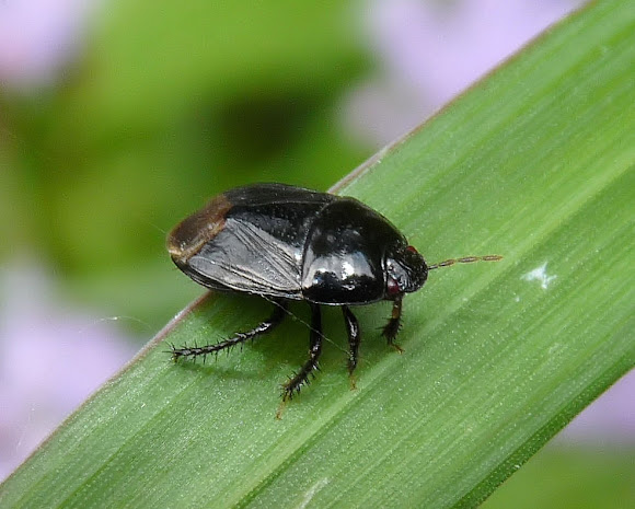 Burrowing Bug | Project Noah