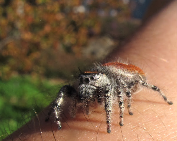 Jumping Spider | Project Noah