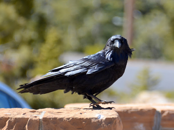 Raven | Project Noah