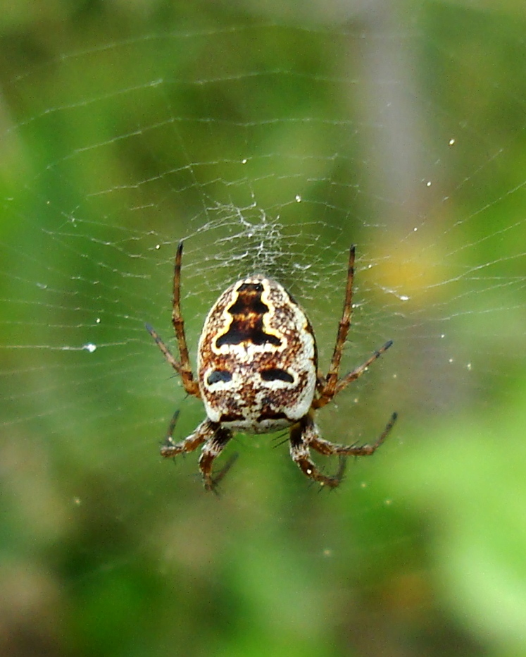 European Zilla Spider | Project Noah
