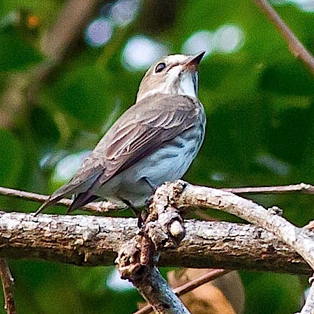 Grey-streaked Flycatcher | Project Noah
