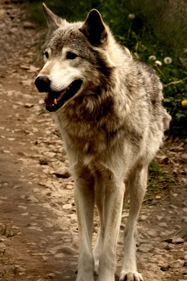 Eastern Timber Wolf | Project Noah