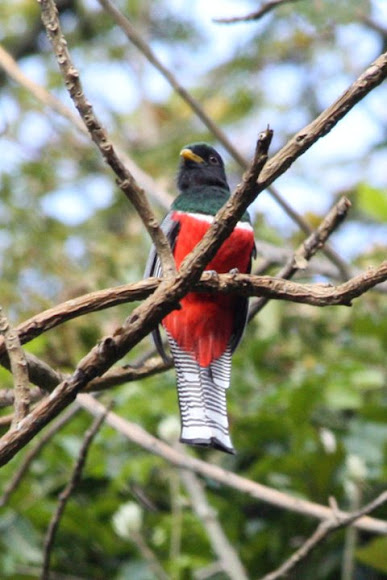 Blue-crowned Trogon | Project Noah
