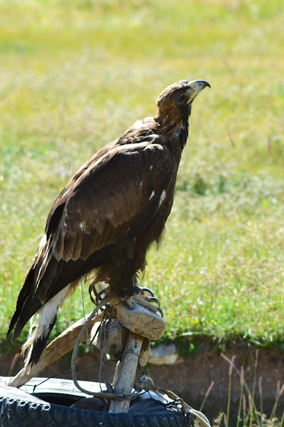 Golden Eagle | Project Noah