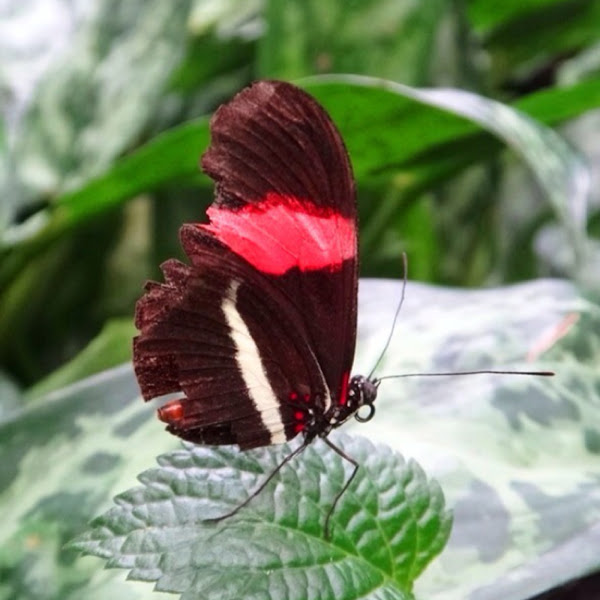 Red Postman or Small Postman | Project Noah