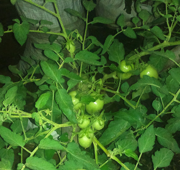 Tomato [Flavr Savr] | Project Noah