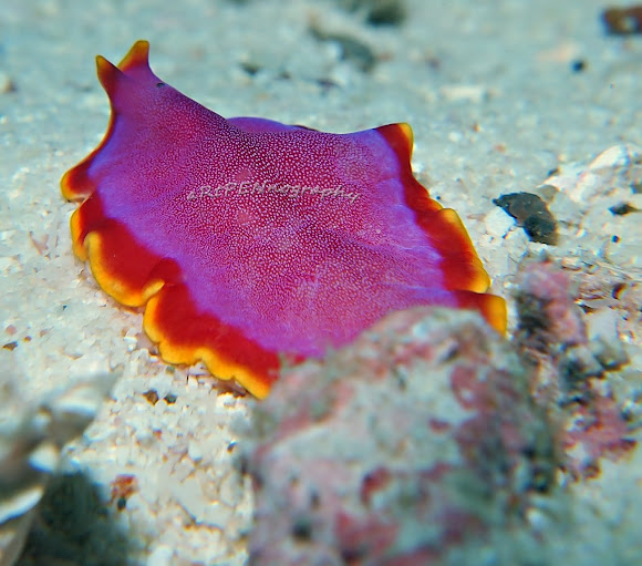 Flatworm | Project Noah