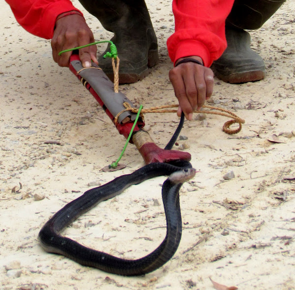Equatorial Spitting Cobra | Project Noah