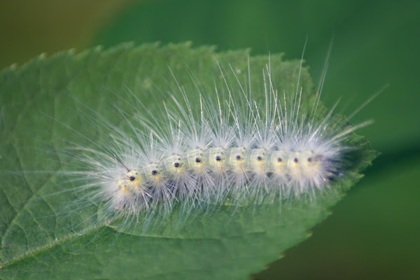 Fall Webworm Moth caterpillar | Project Noah