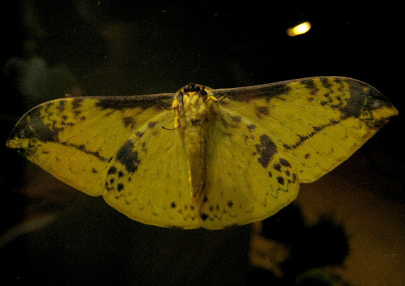 Monkey moth | Project Noah