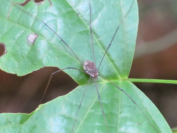 Harvestmen | Project Noah