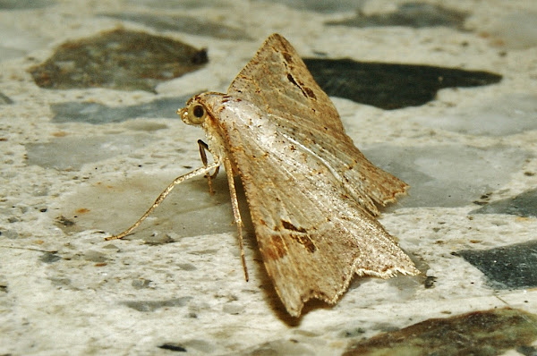 Common Angle Moth | Project Noah