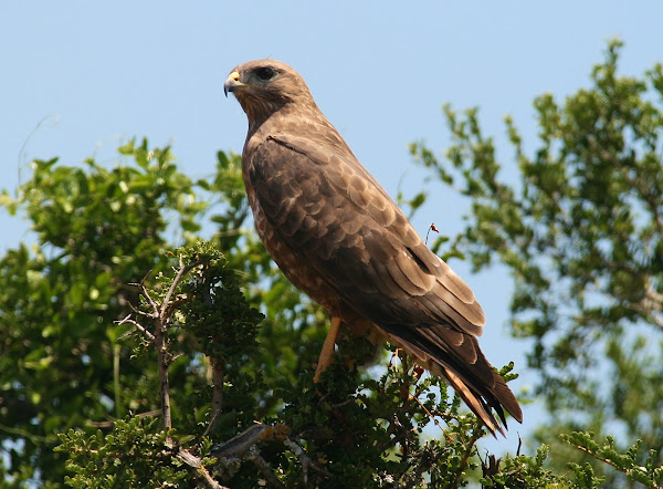 Steppe Buzzard | Project Noah
