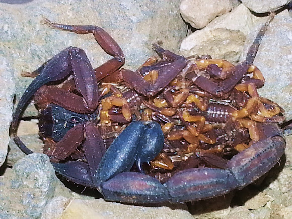 Scorpion and offspring | Project Noah