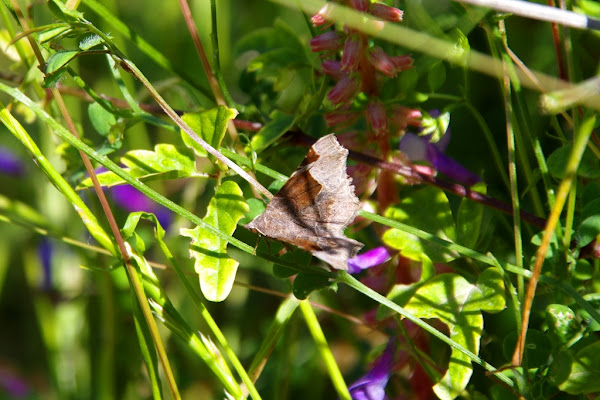 Zethes insularis | Project Noah