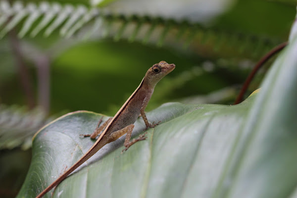 Crested Anole | Project Noah