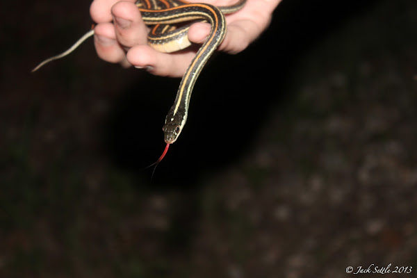 Orange-striped Ribbonsnake | Project Noah