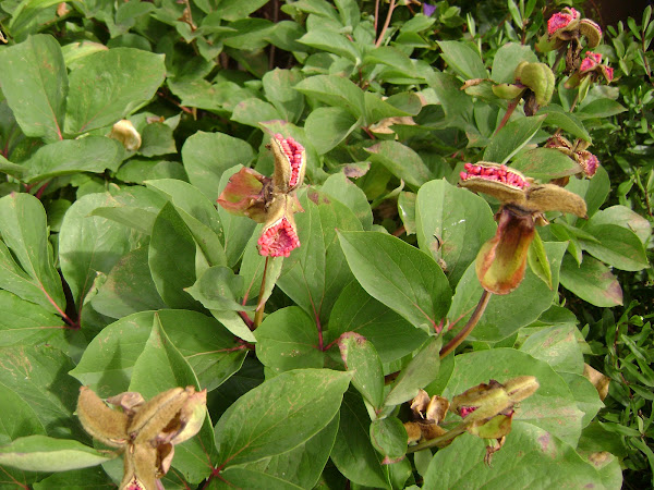 peony seed pods | Project Noah