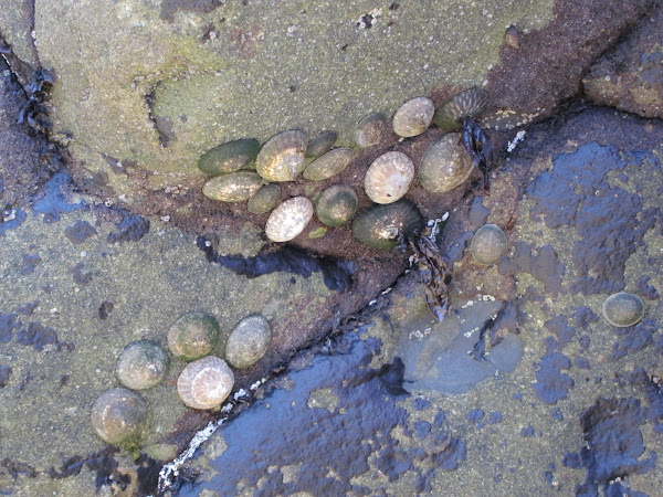 Shield Limpets | Project Noah