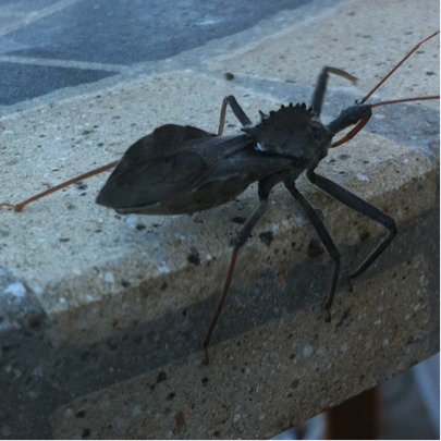 Wheel Bug | Project Noah