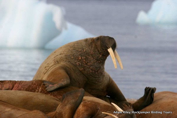 Walrus | Project Noah