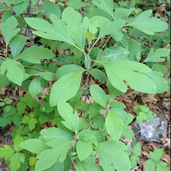 Sassafras | Project Noah