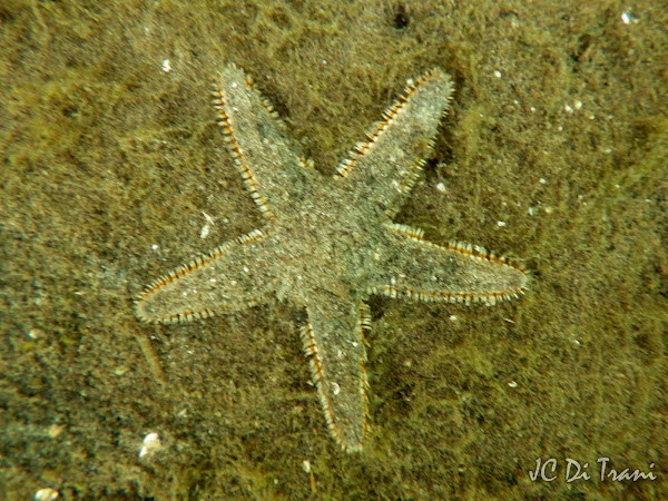 Starfish | Project Noah