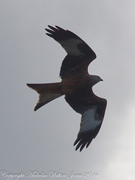 Red Kite | Project Noah