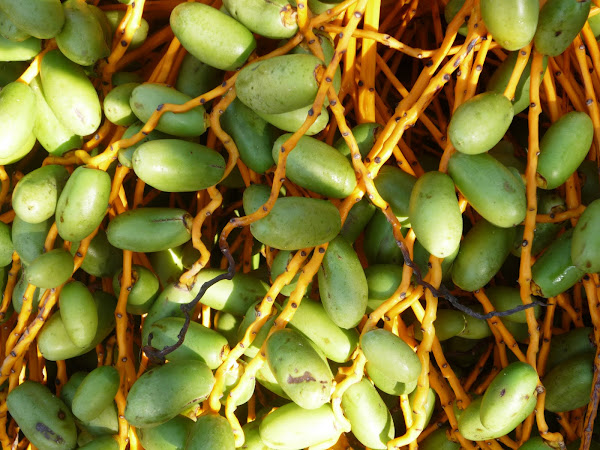 Dátil. Palmera datilera | Project Noah