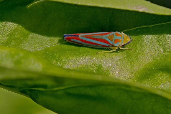 Candy-Striped Leafhopper | Project Noah