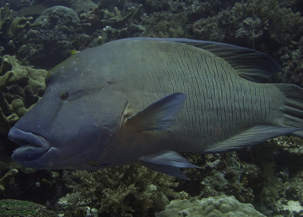 Humphead Wrasse (Maori Wrasse, Napolean Wrasse) | Project Noah