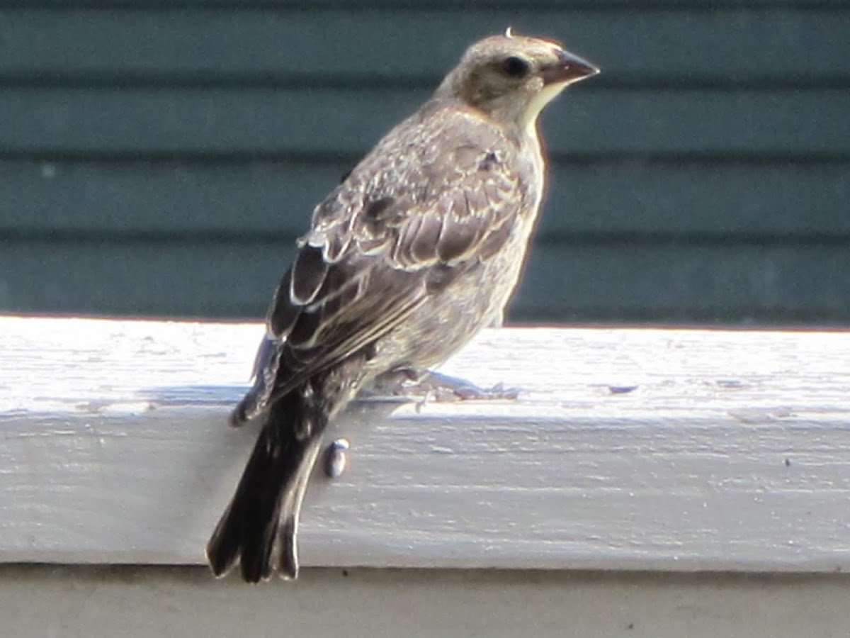 Brown-headed Cowbird juvenile | Project Noah