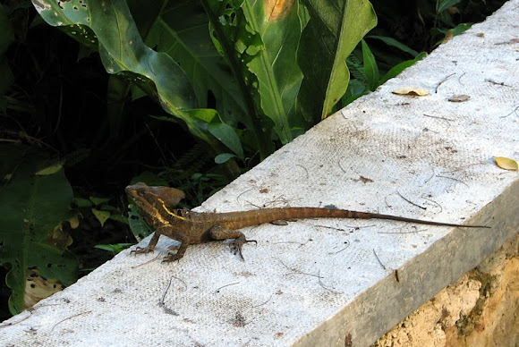 Jesus Christ Lizard | Project Noah