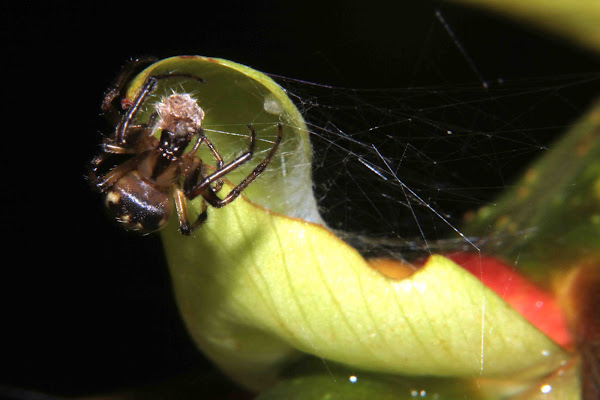 Leaf Curling Spider | Project Noah