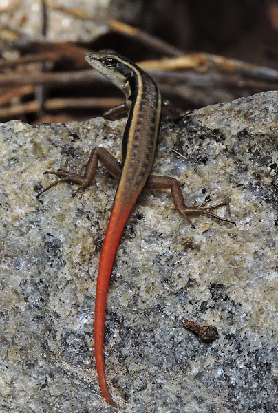 Dussumier's Forest Skink | Project Noah
