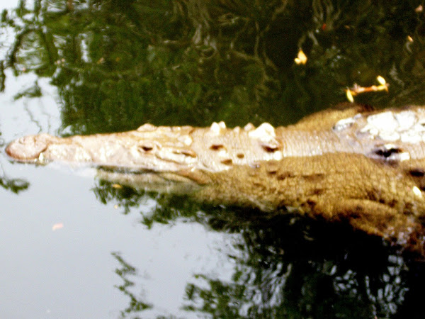 Crocodile | Project Noah