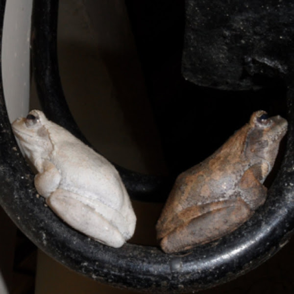 Grey Foam-nest Tree Frog | Project Noah