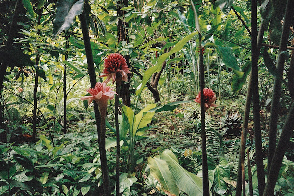 Torch Ginger | Project Noah