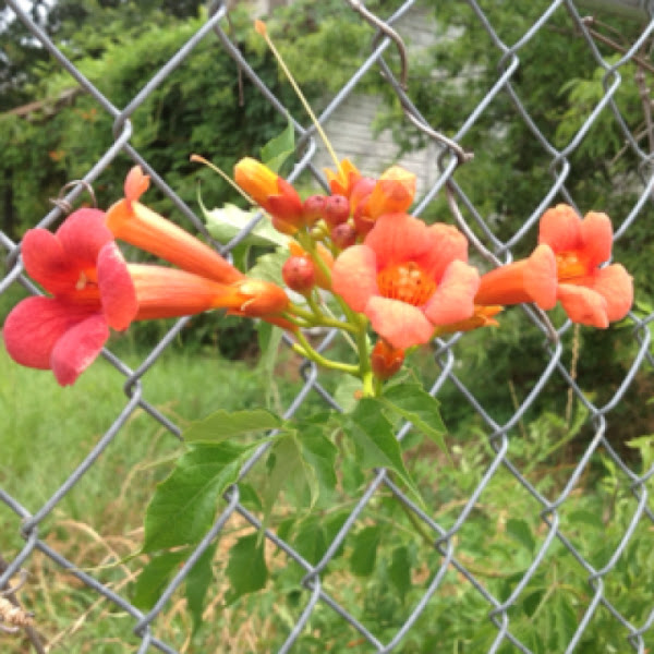 Trumpet Creeper | Project Noah