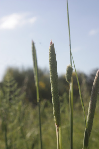 Creeping meadow foxtail | Project Noah